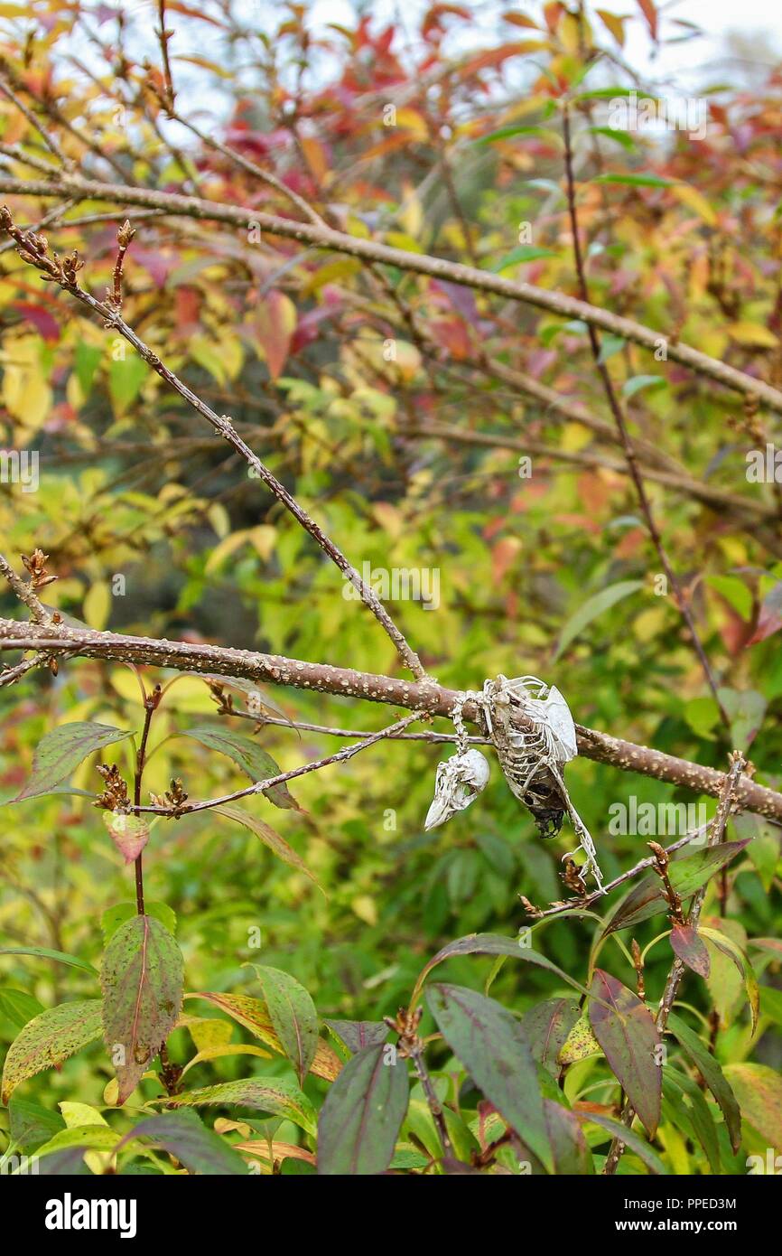 Mummified songbird skeleton hanging in backyard hedgerow, Brandenburg ...