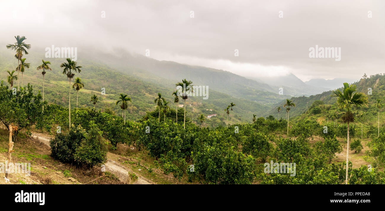 Valley Full of Palm Trees, East Coast of Taiwan Stock Photo - Alamy