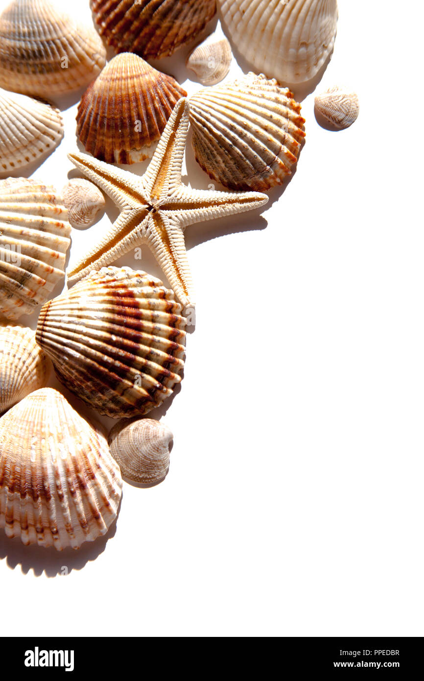 sea shells and star closeup on white background Stock Photo - Alamy
