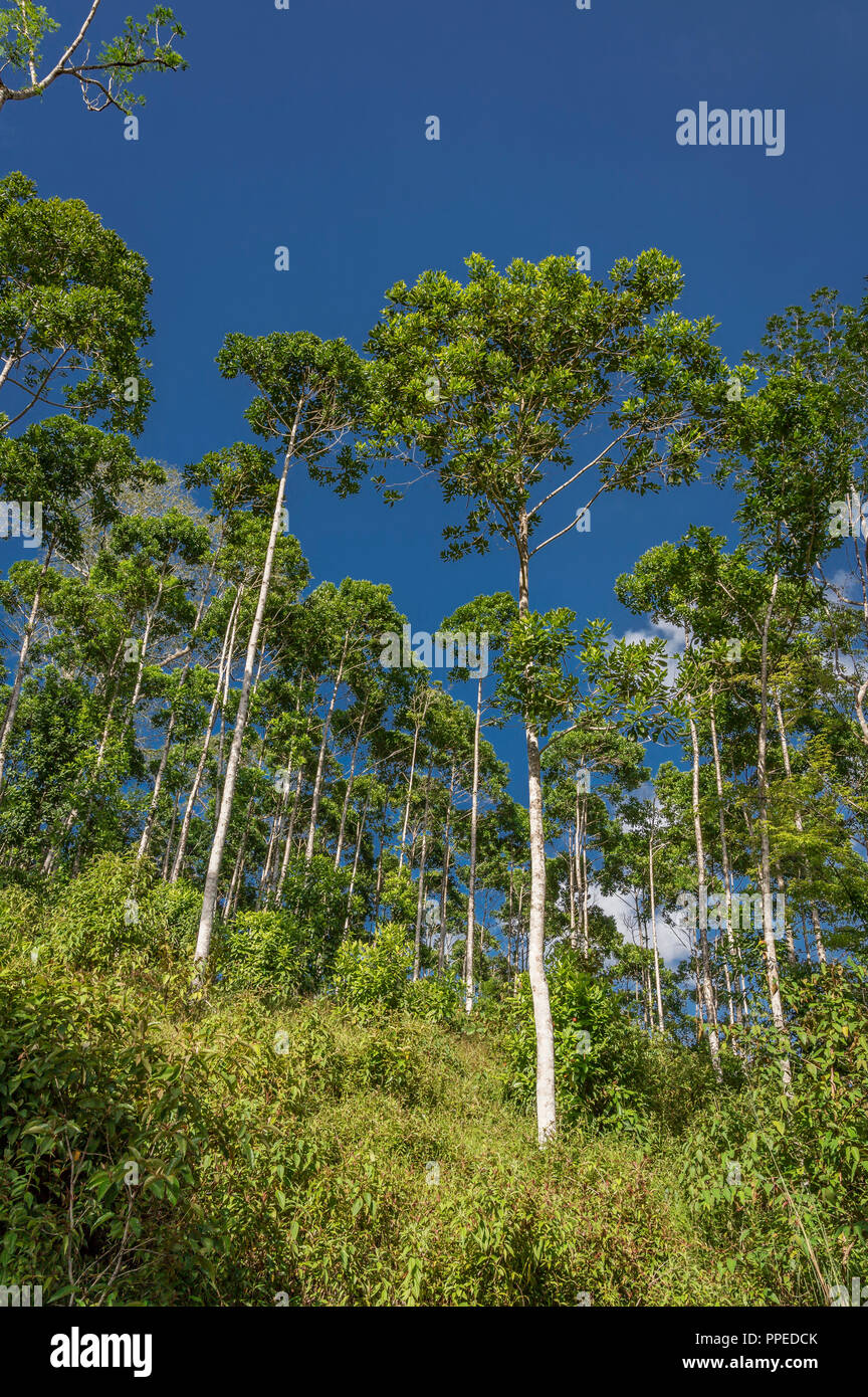 Trees, Costa Rica Stock Photo - Alamy