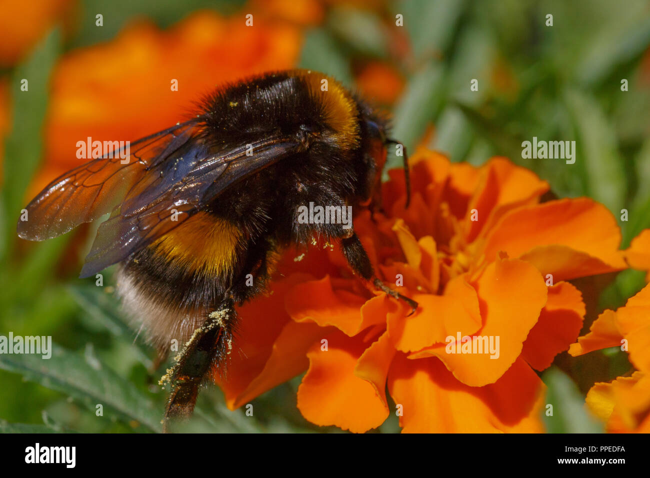 Marigold flower nectar hi-res stock photography and images - Alamy