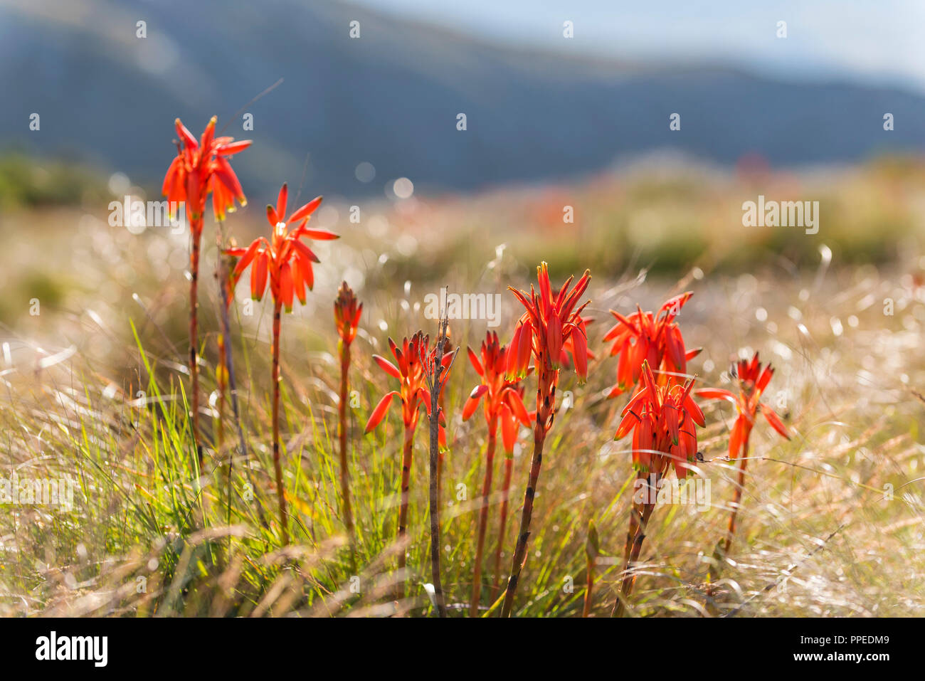 Aloe inyangensis seen in Zimbabwe's Eastern highlands Stock Photo - Alamy