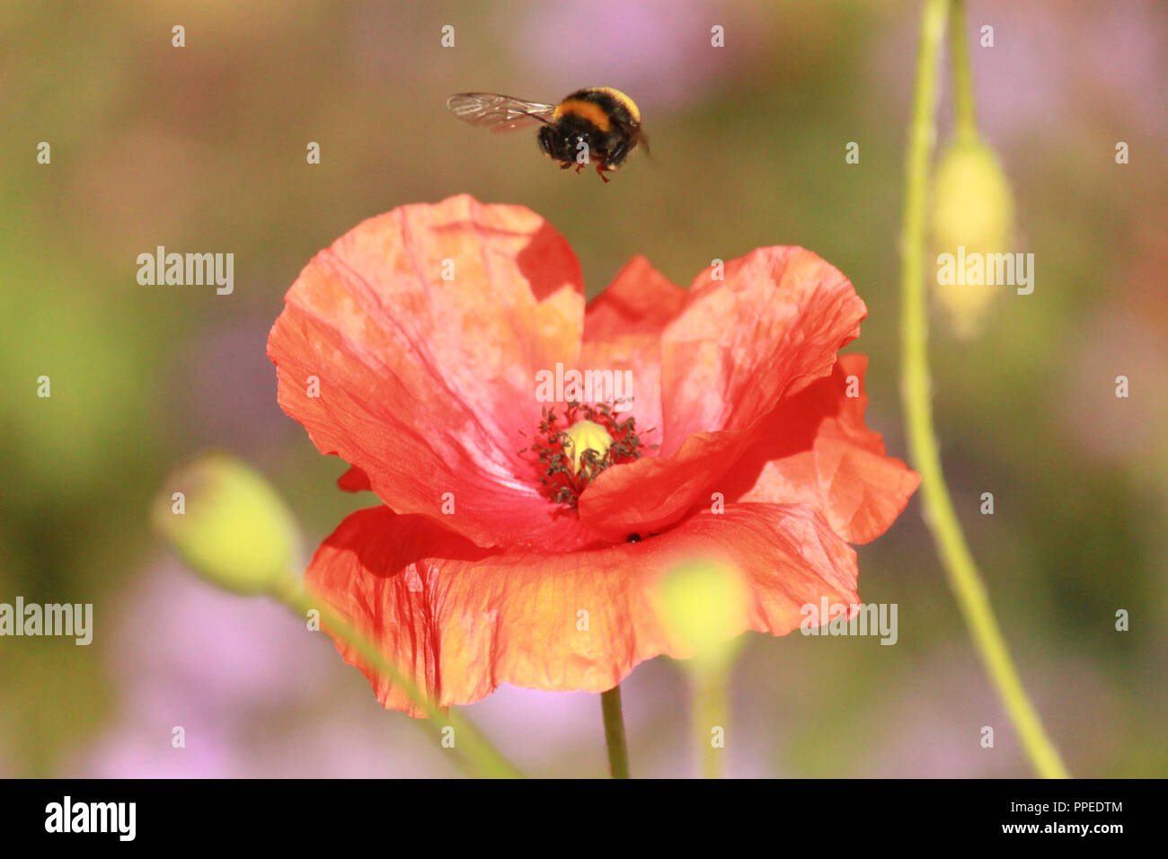 Bumble bee flying flower poppy hi-res stock photography and images - Alamy
