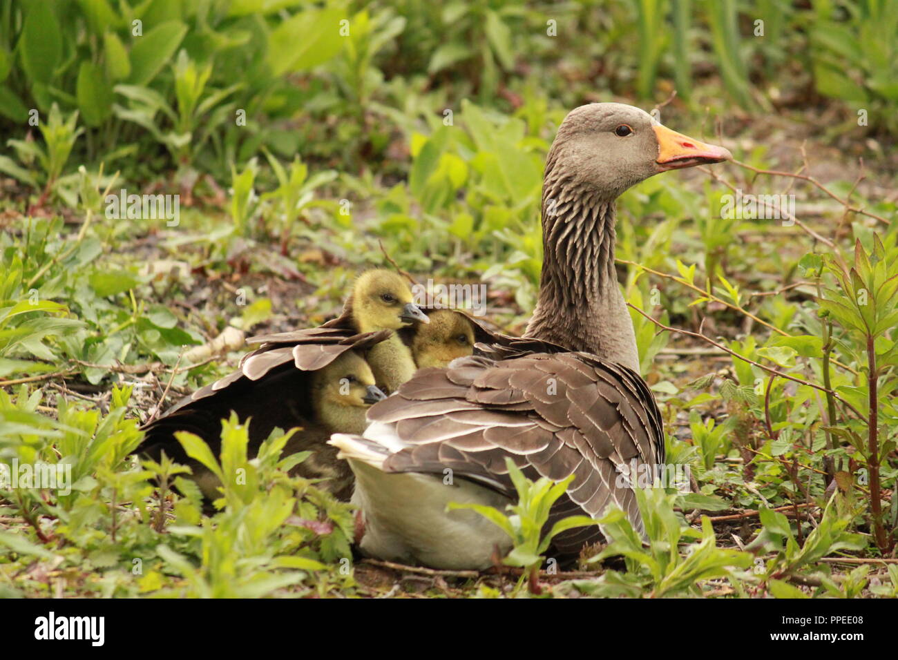 Greylag goose sheltering 3 goslings under her wing. Anser Stock Photo ...