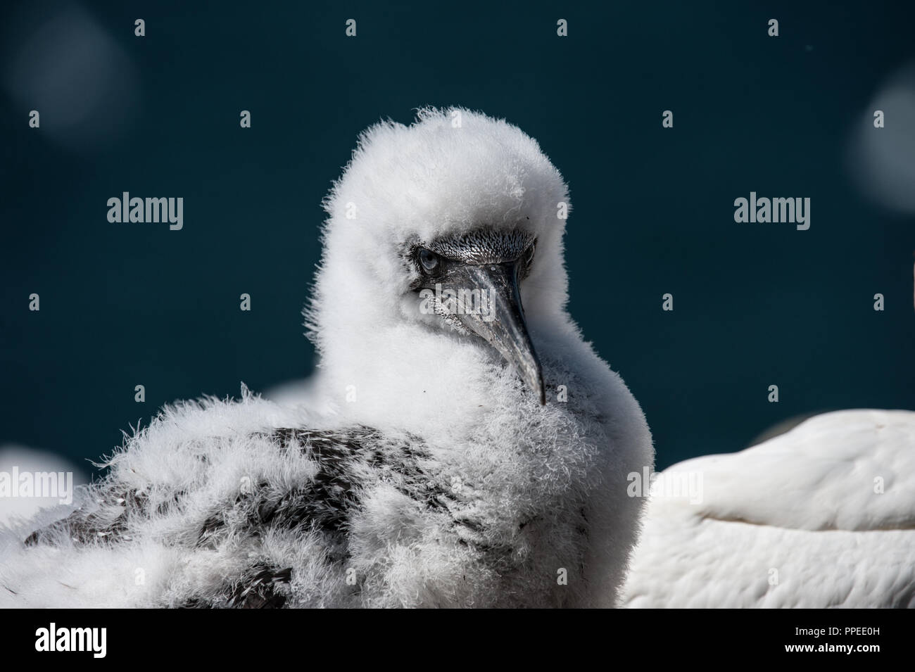 Rock chick hi-res stock photography and images - Alamy