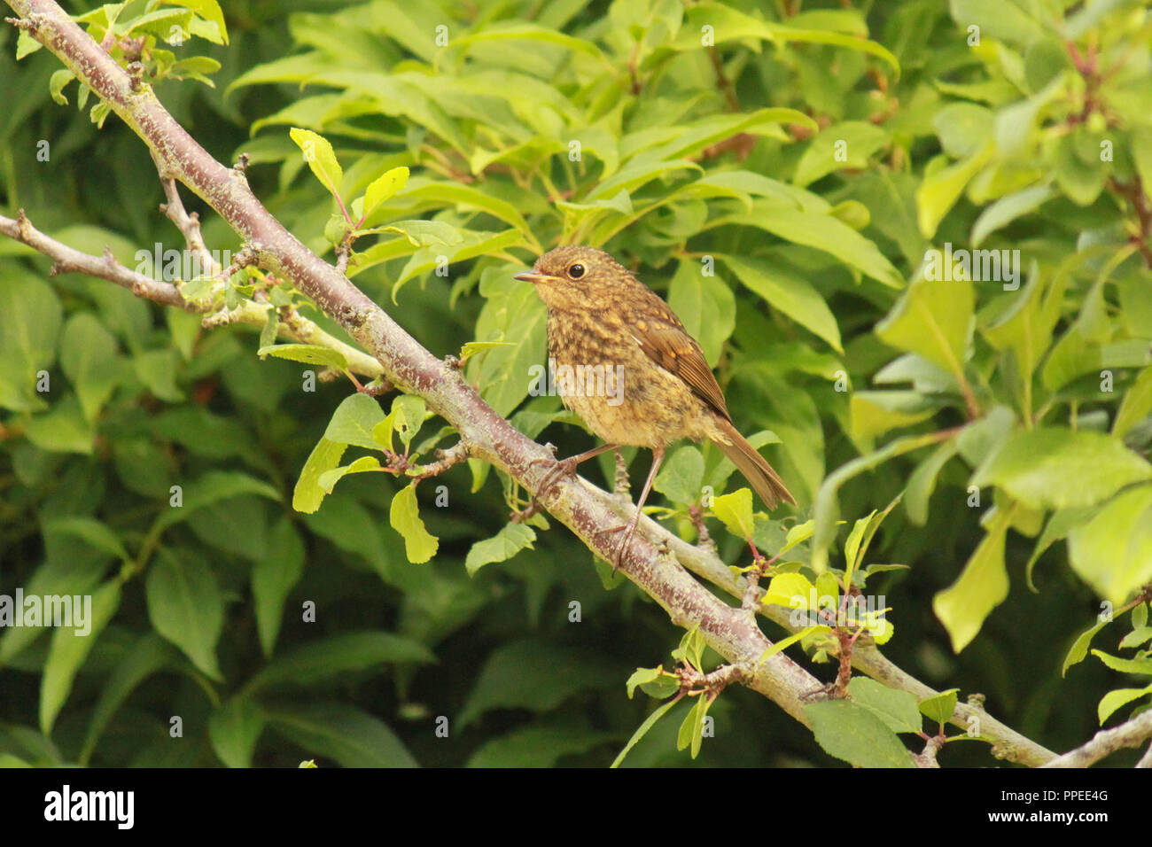 Juvenile robin hi-res stock photography and images - Alamy