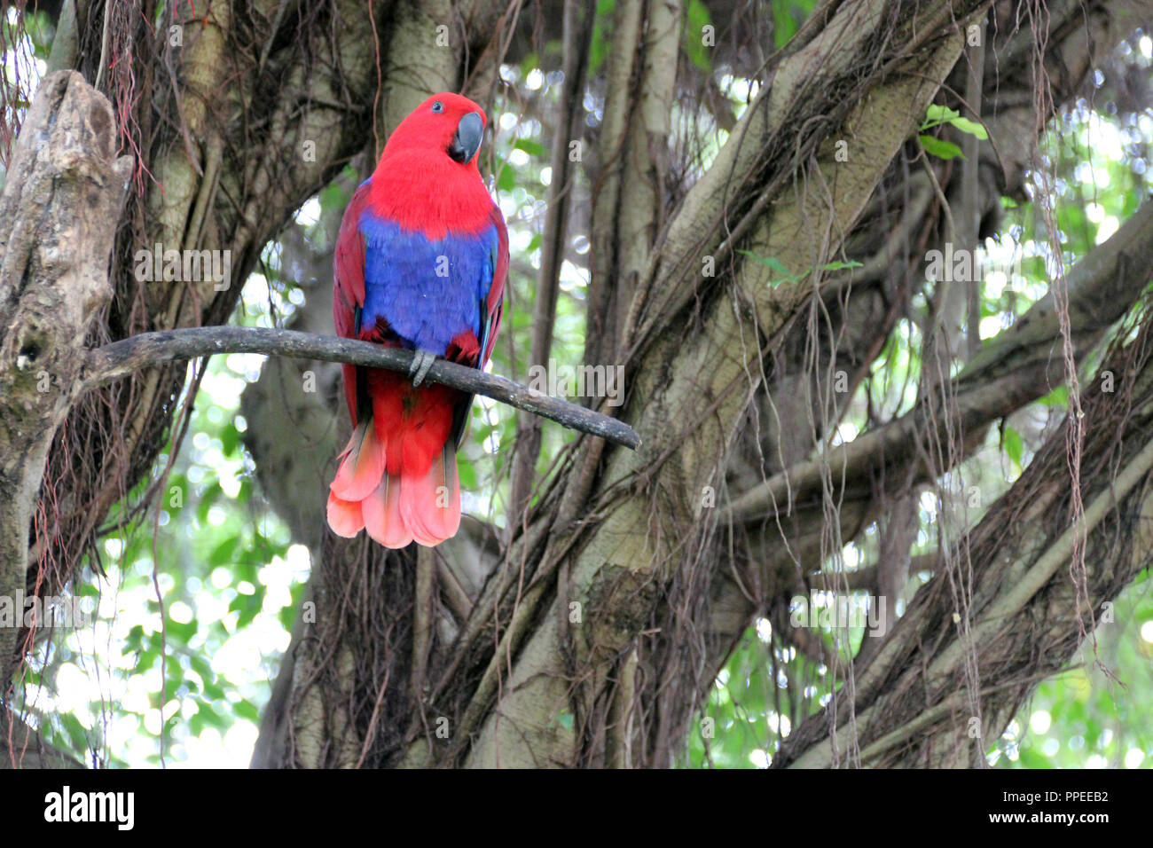 A parrot in a zoo on Pulau Sentosa in Singapore Stock Photo - Alamy