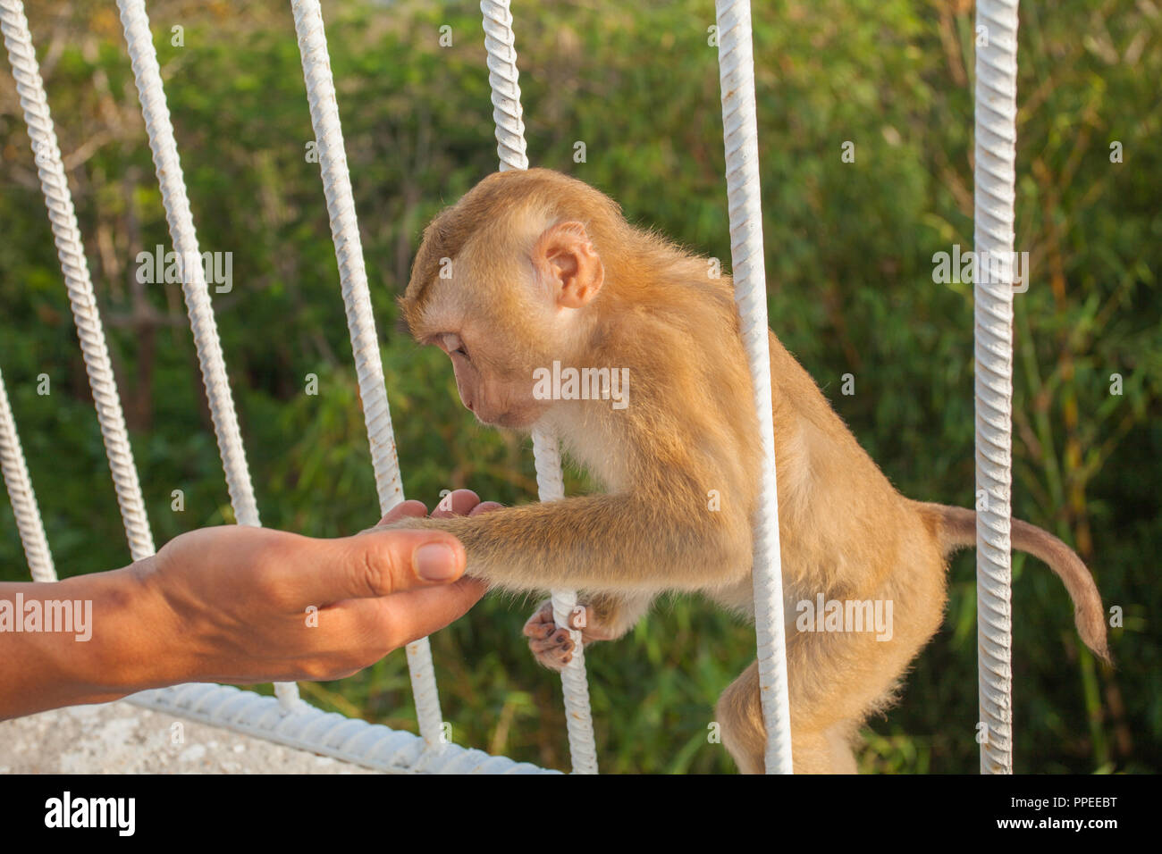Food in monkeys hand hi-res stock photography and images - Alamy