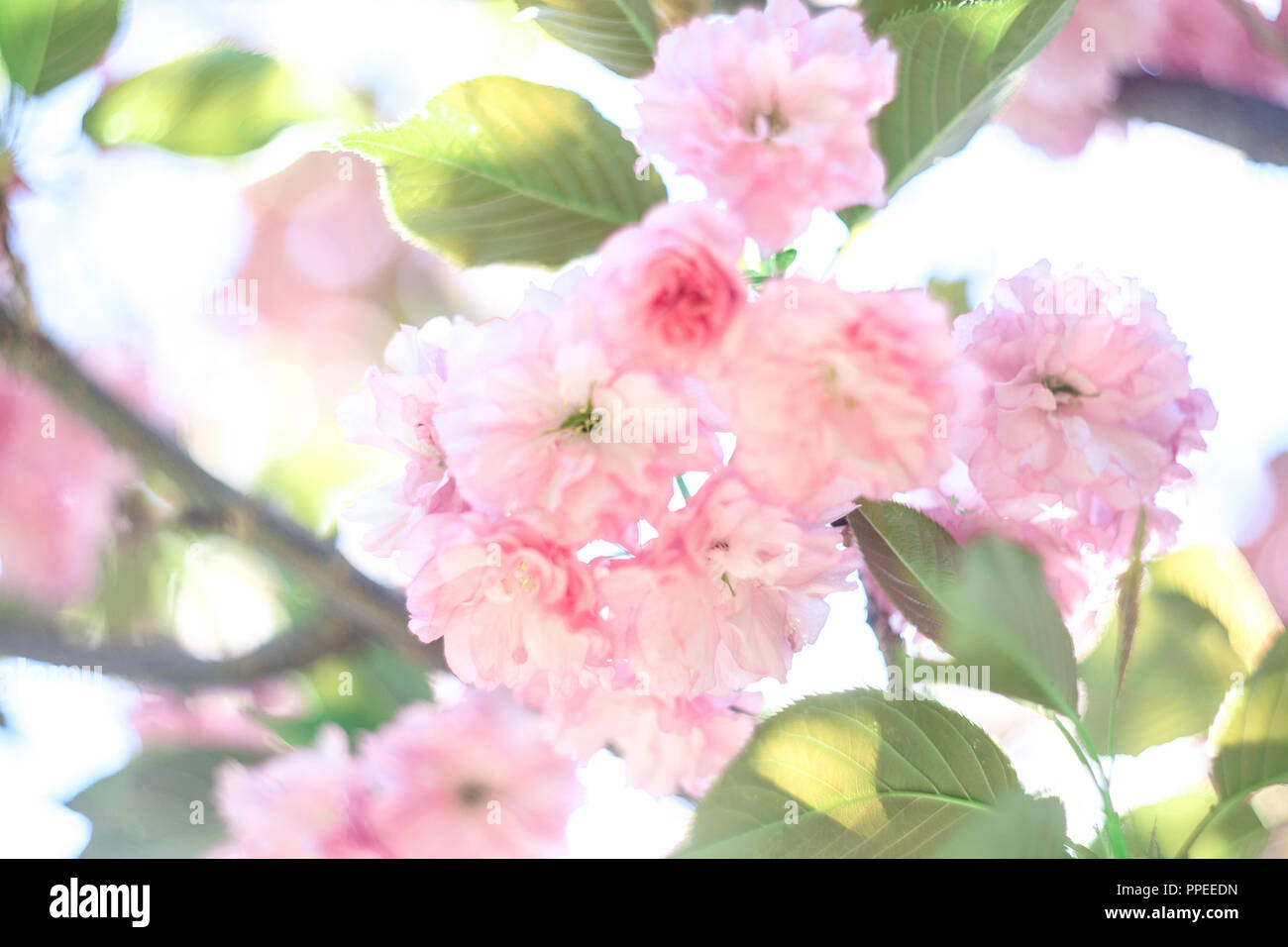 Cherry blossoms over blurred nature background. Spring flowers. Spring ...