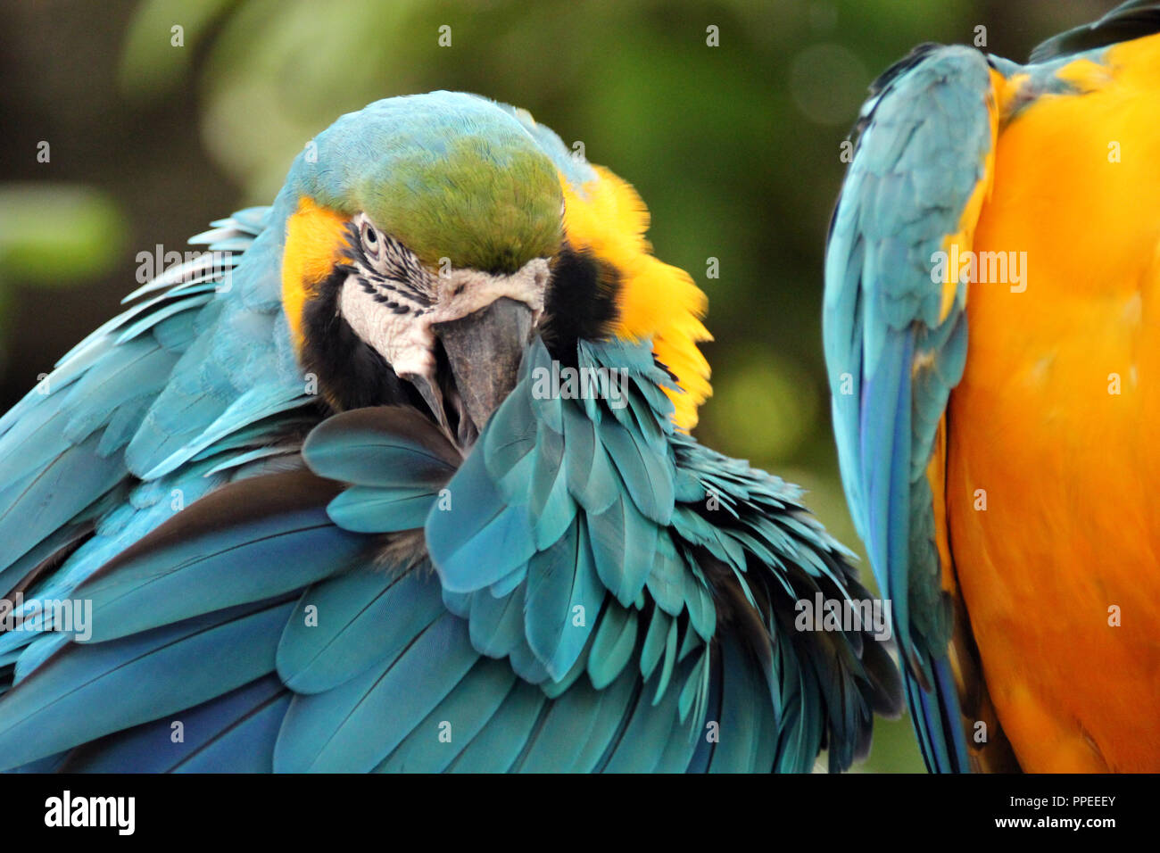 A macaw in a zoo on Pulau Sentosa in Singapore Stock Photo - Alamy