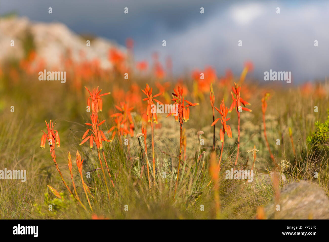 Aloe inyangensis seen in Zimbabwe's Eastern highlands Stock Photo - Alamy