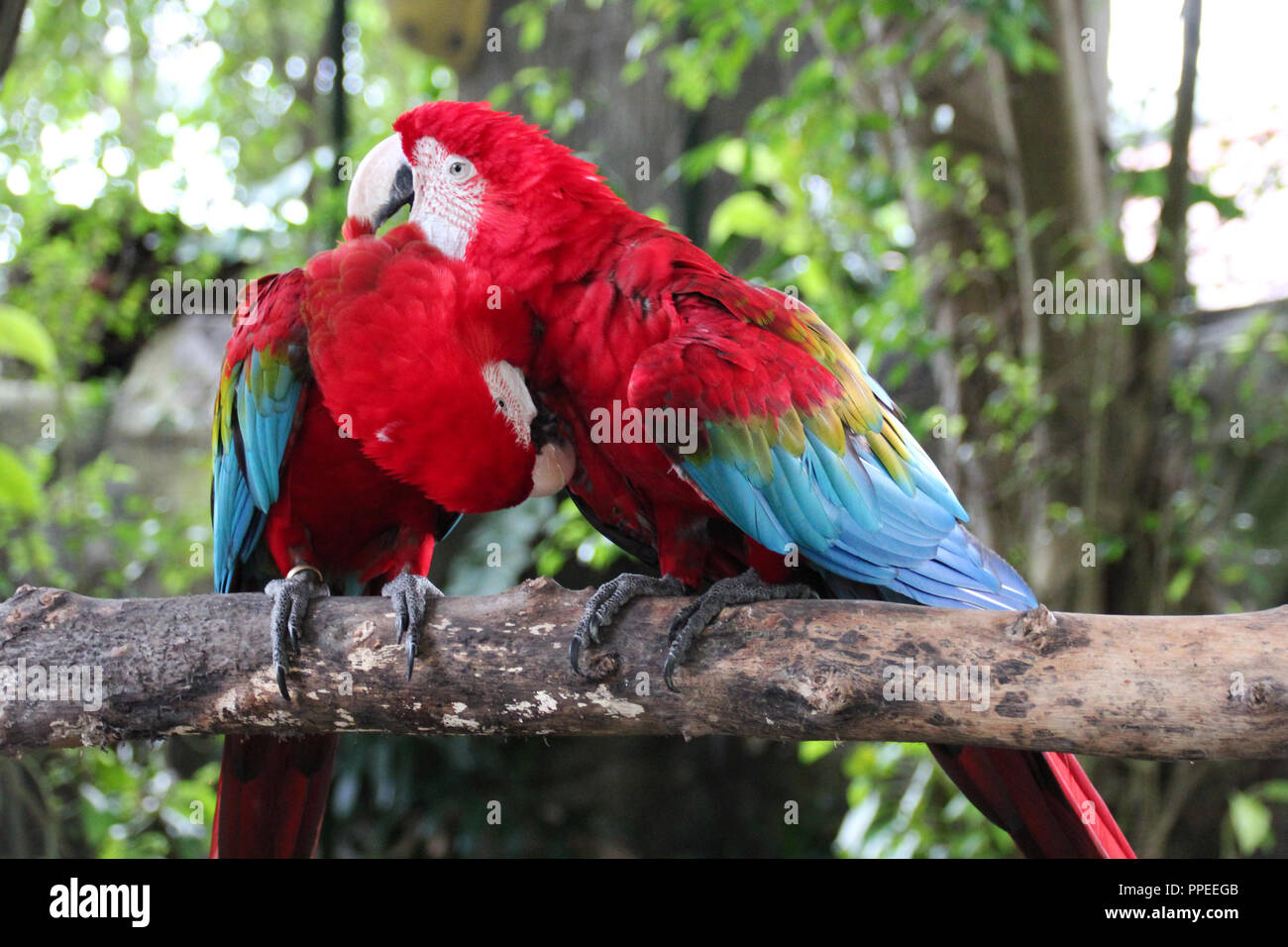 Parrots in a zoo on Pulau Sentosa in Singapore Stock Photo - Alamy