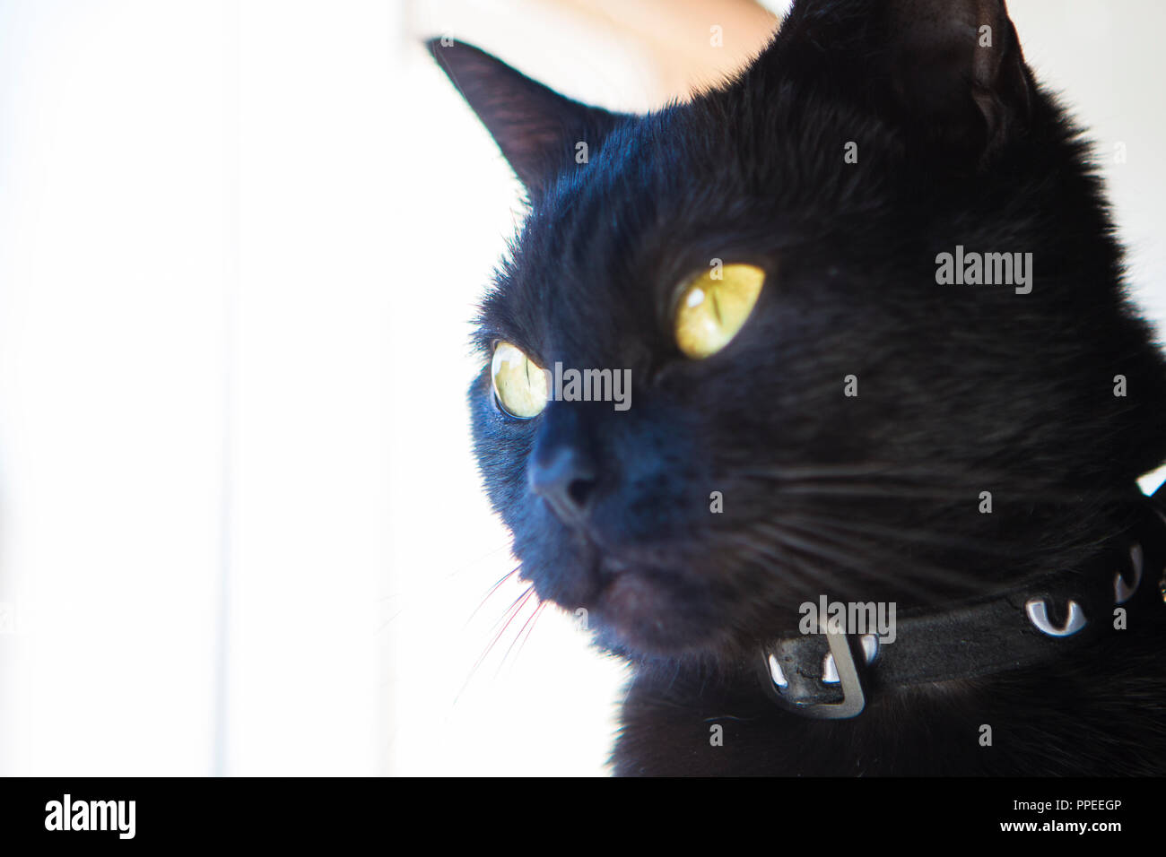 Charlie the cat Stock Photo - Alamy