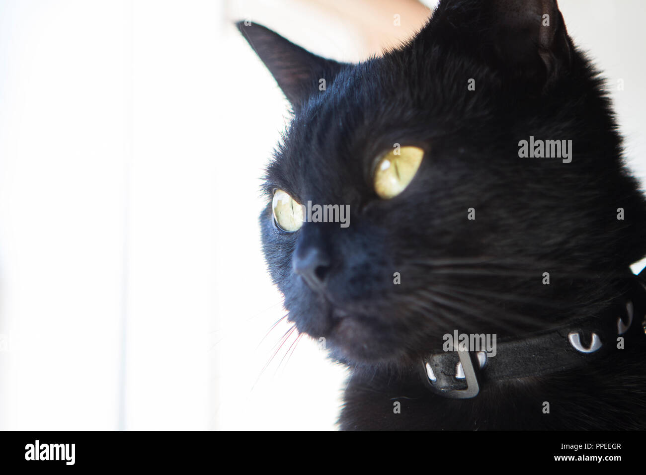 Charlie the cat Stock Photo - Alamy