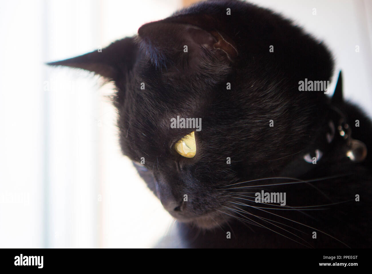 Charlie the cat Stock Photo - Alamy