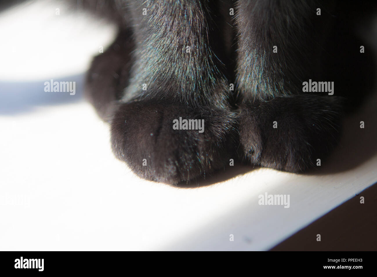 Close up of feet of a cat sat in a windowsill Stock Photo - Alamy