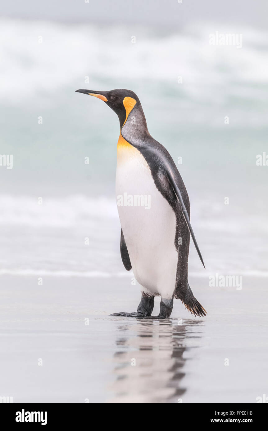 Penguin on the beach hi-res stock photography and images - Alamy