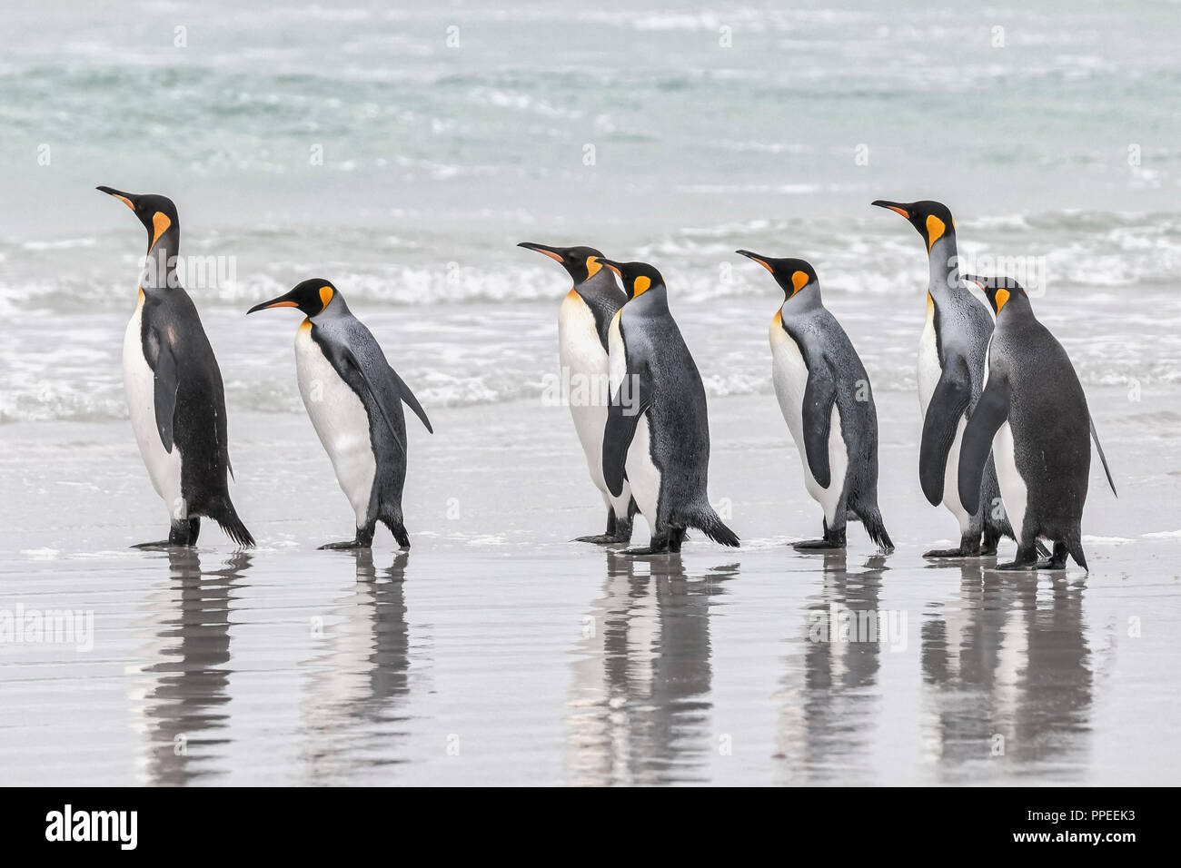 A waddle of King Penguins walking in a row Stock Photo - Alamy