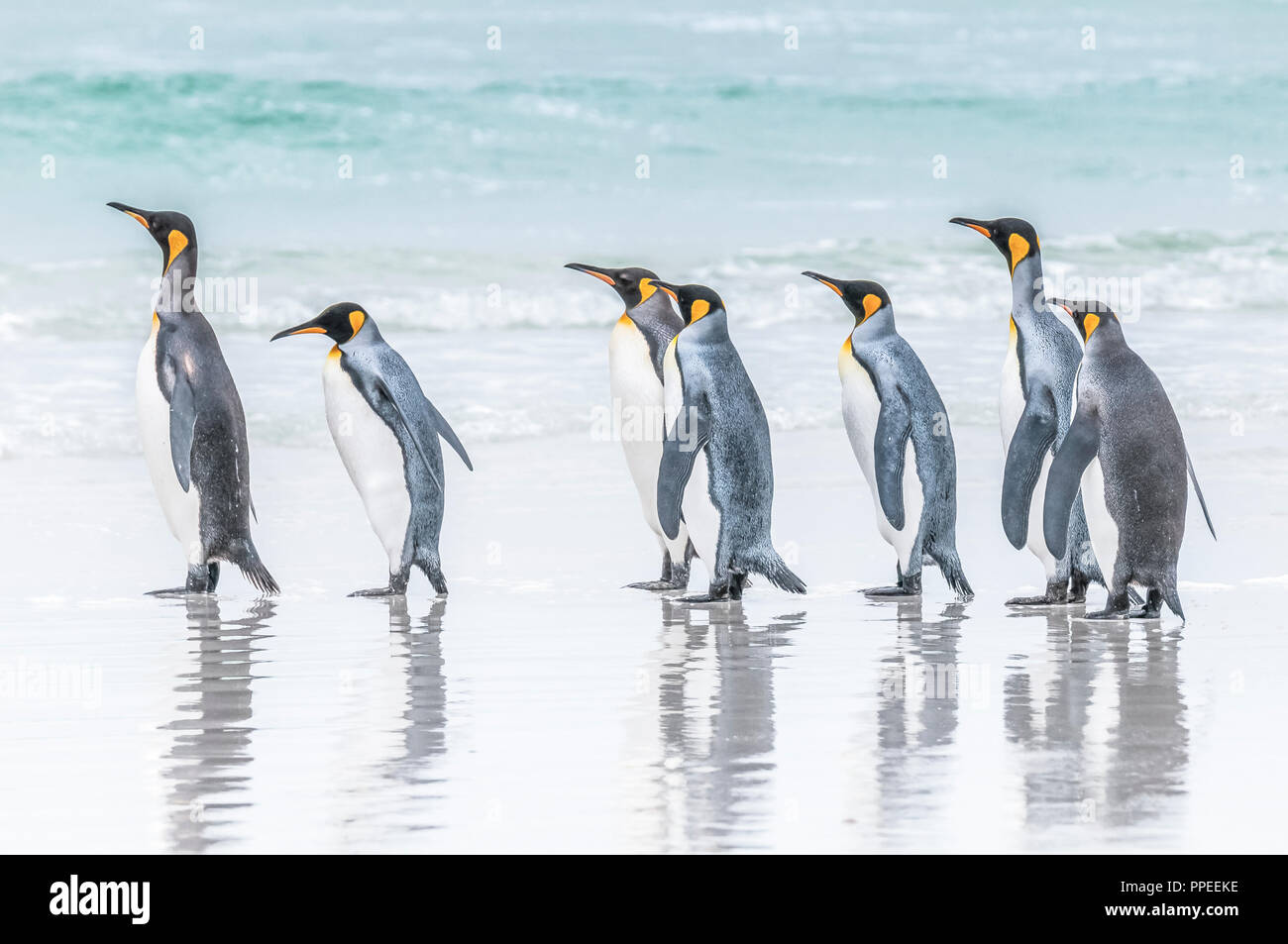 A waddle of Penguins on the beach Stock Photo - Alamy