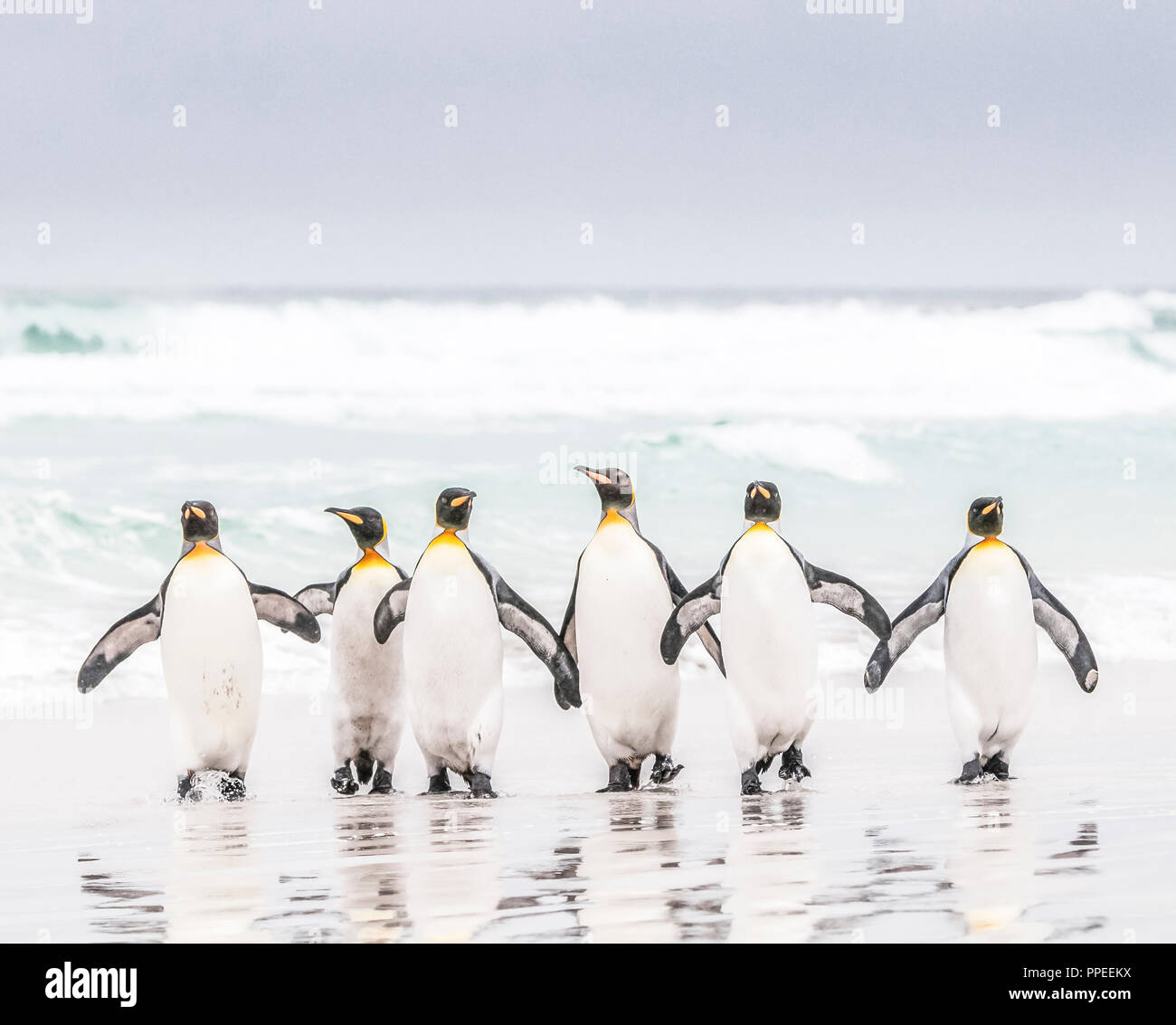 A waddle of King Penguins coming ashore Stock Photo - Alamy