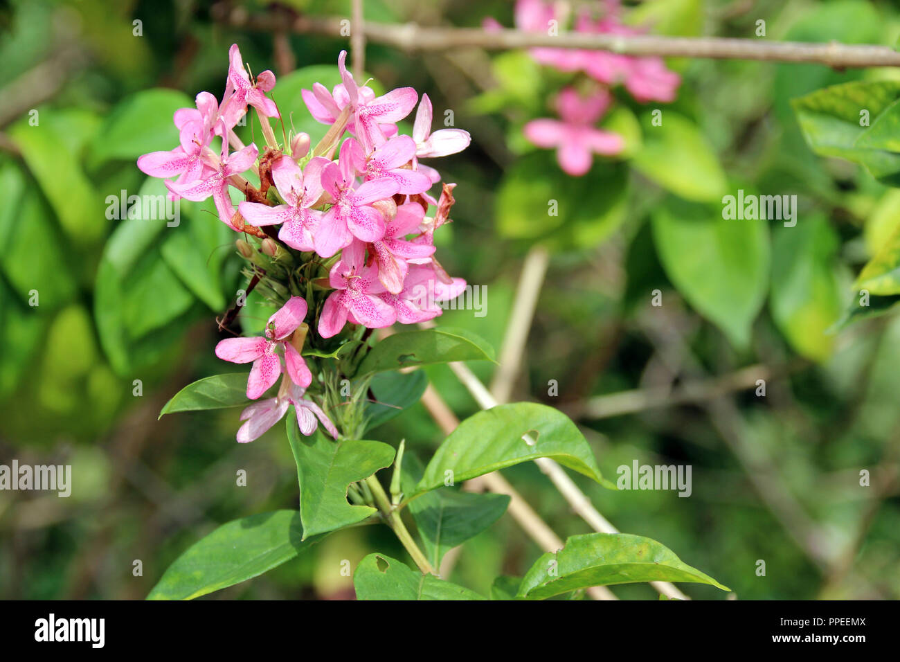 In the Kent Ridge Park in Singapore Stock Photo - Alamy