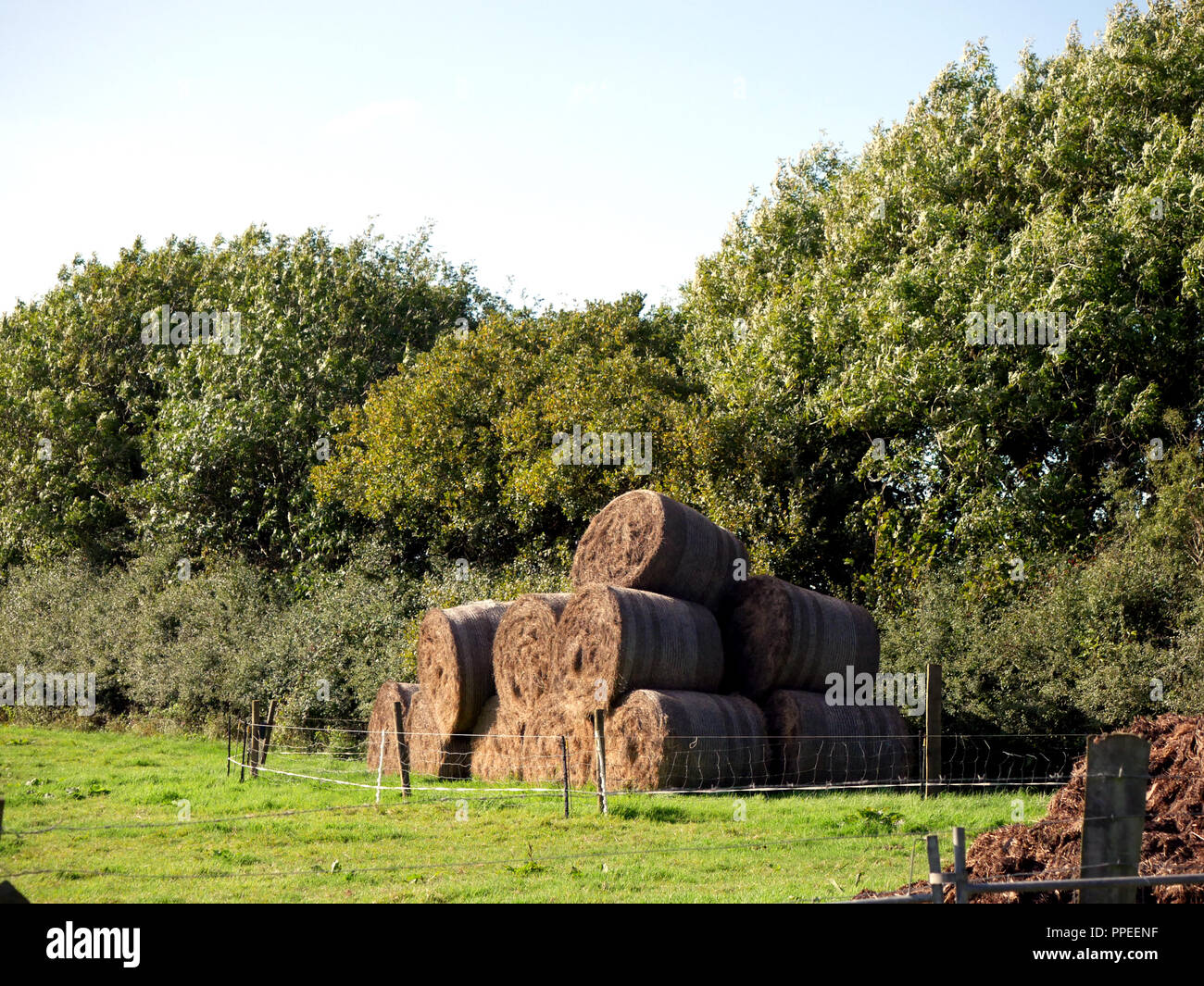 Winter trees hay rolls hi-res stock photography and images - Alamy