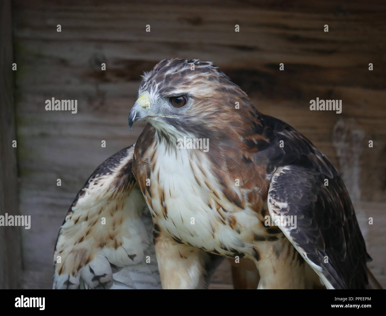 Red tailed hawk feather hi-res stock photography and images - Alamy