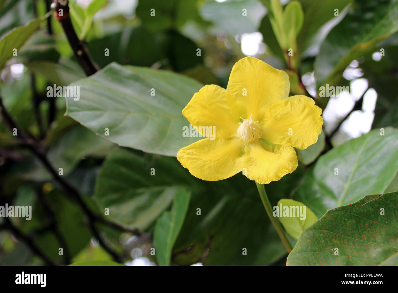 In a park in Pulau Ubin (Singapore Stock Photo - Alamy