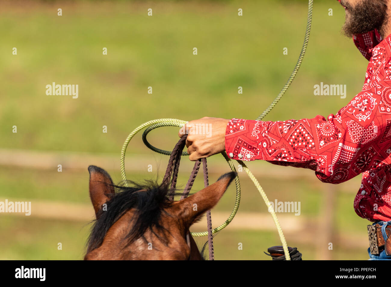 American saddle horse hi-res stock photography and images - Alamy