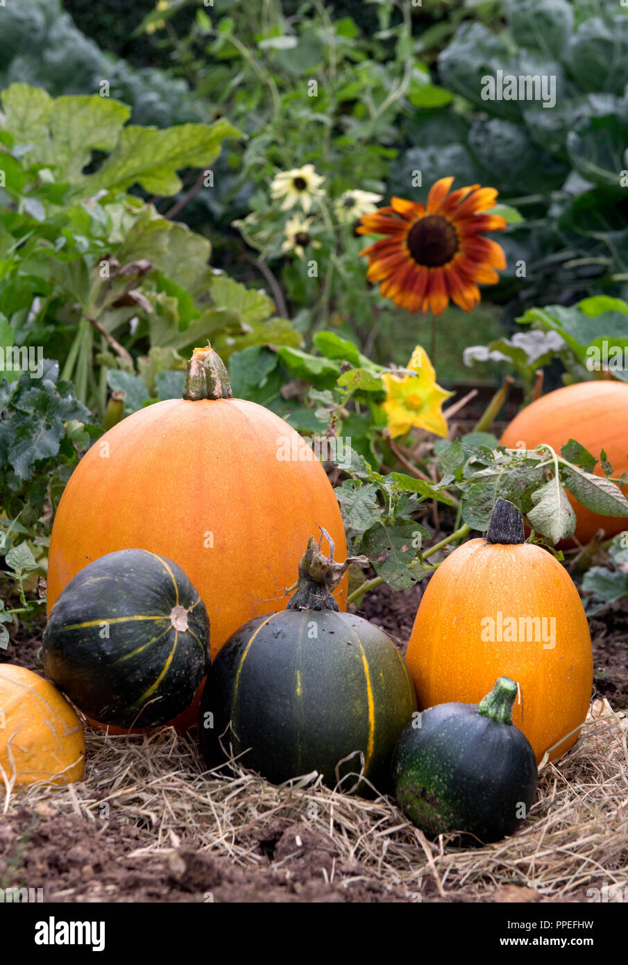 Gardening pumpkins hi-res stock photography and images - Alamy