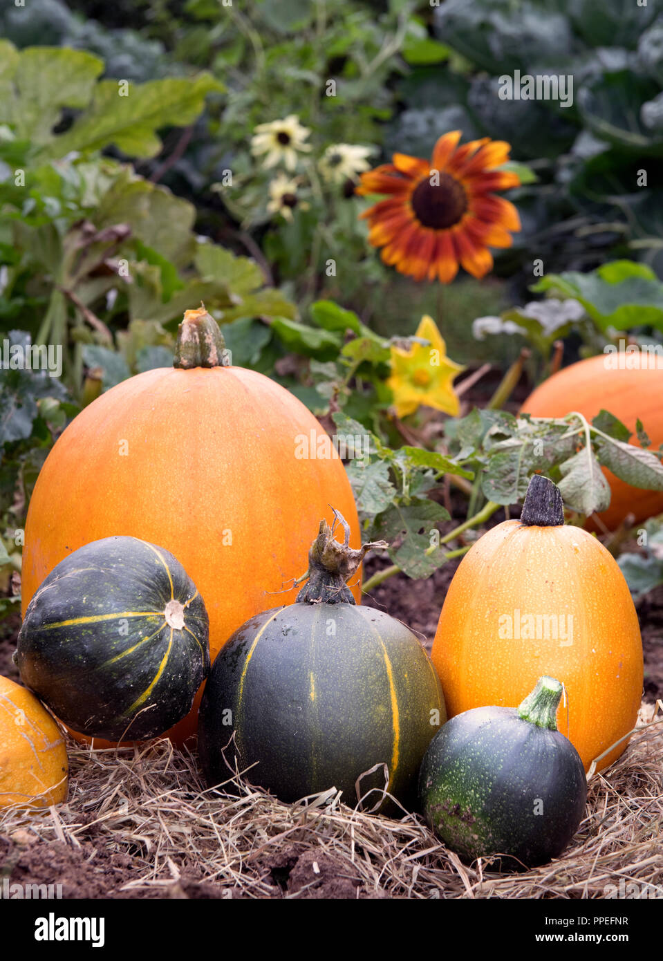 Gardening pumpkins hi-res stock photography and images - Alamy