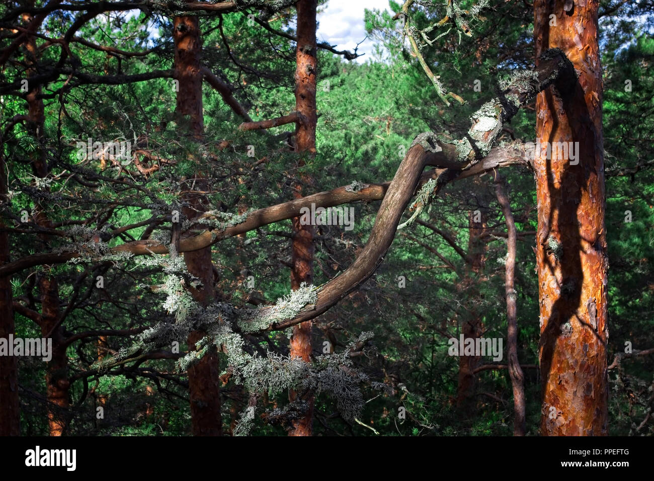 Taipalsaari finland hi-res stock photography and images - Alamy