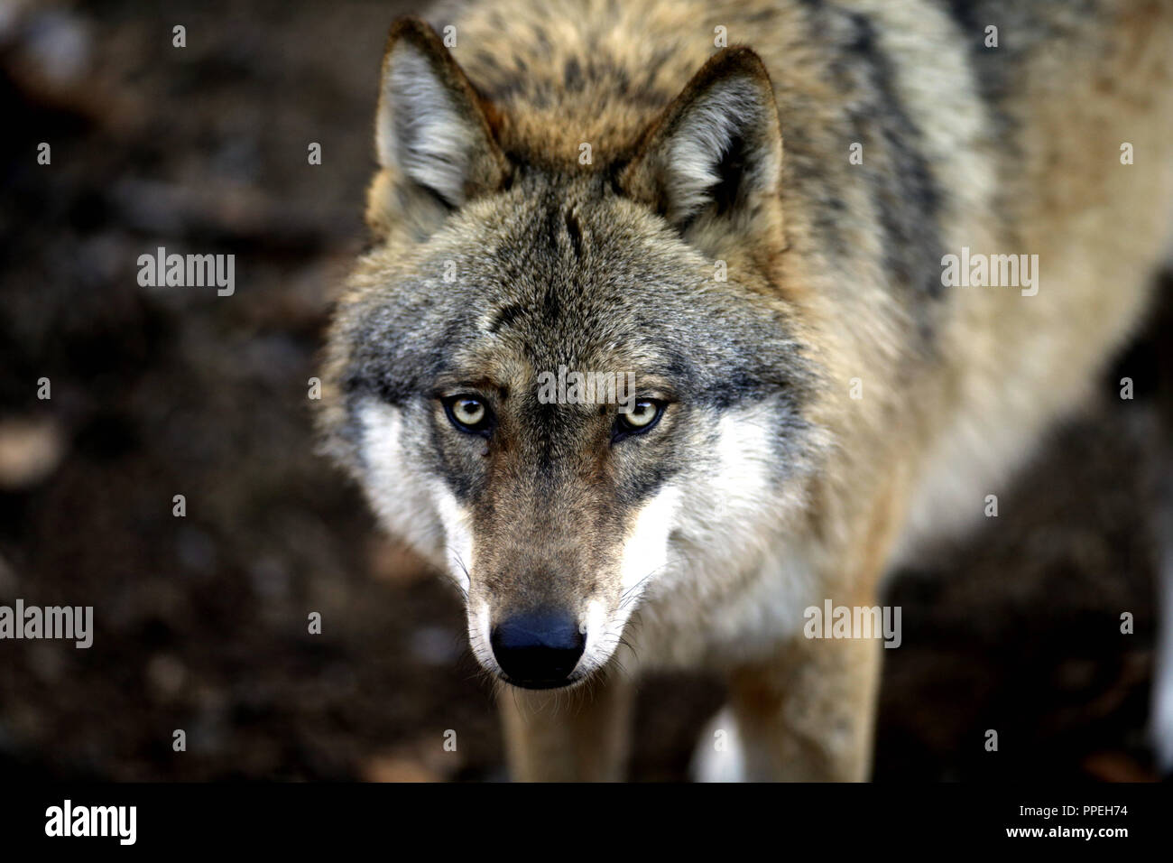 Wolf in the animal enclosure of the Falkenstein National Park Centre in ...