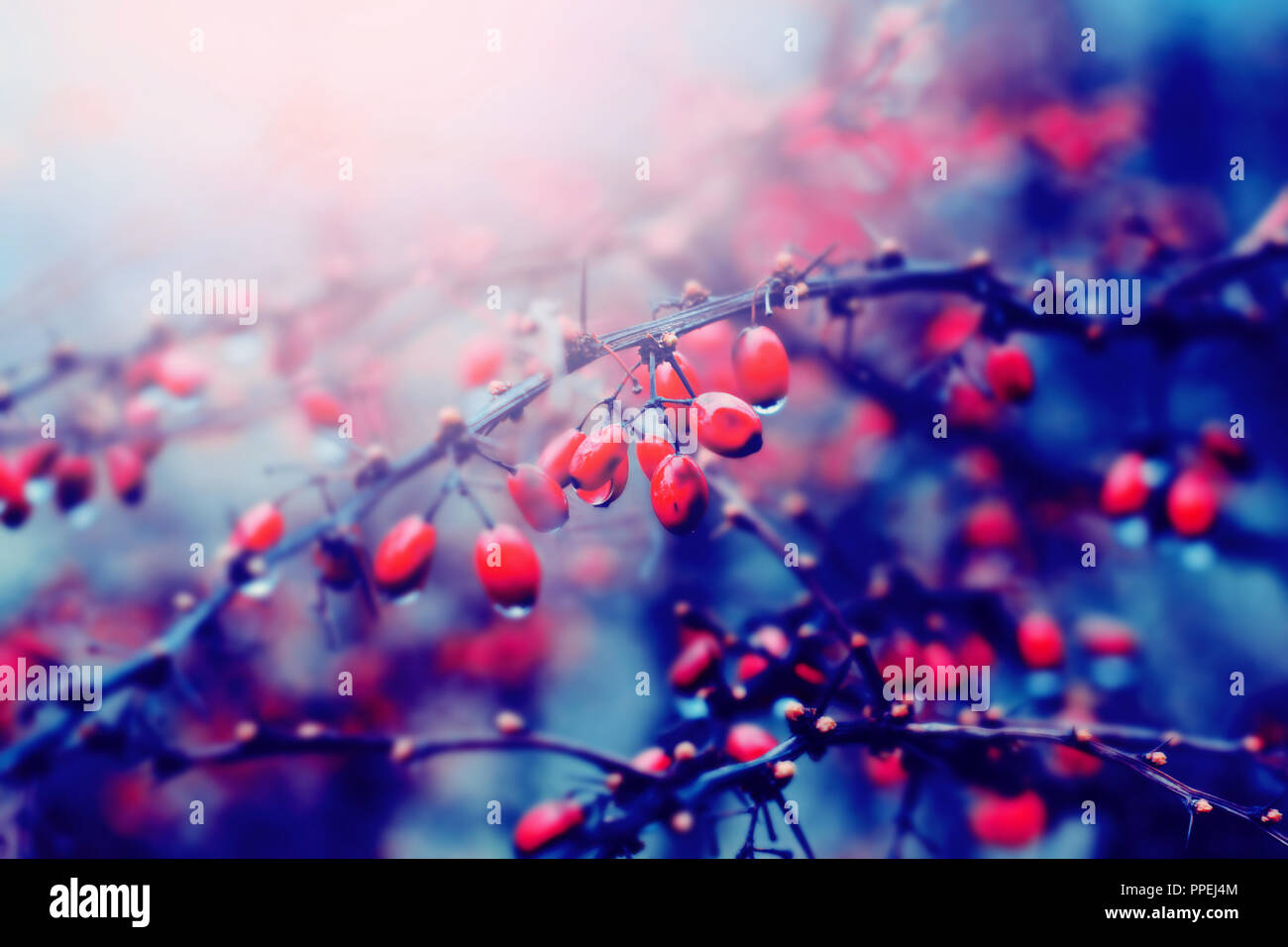 Red barberry with rain drops in fall. Autumn natural background Stock ...