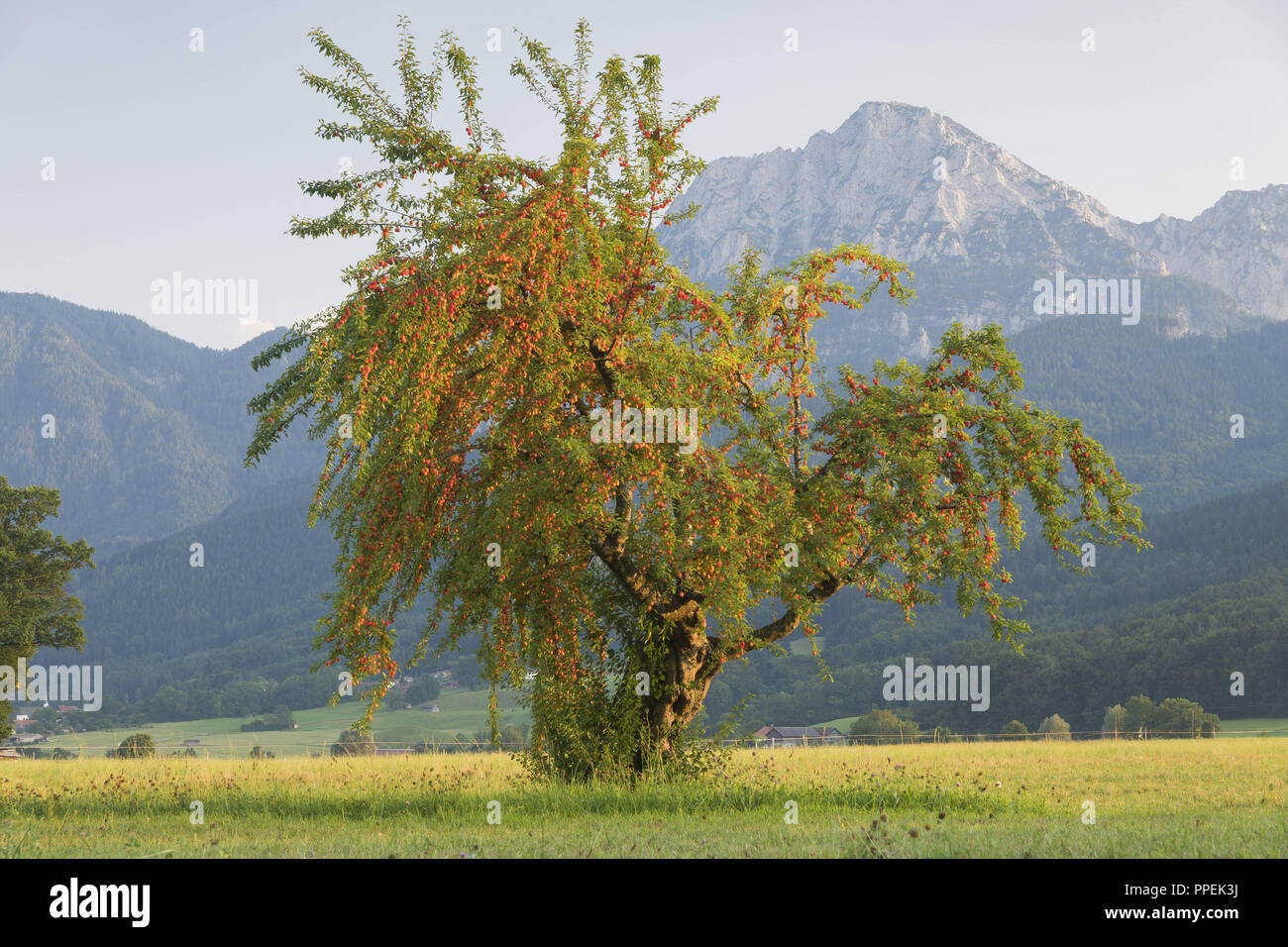 Fruit tree full of ripe fruit in Anger with the Hochstaufen in the ...