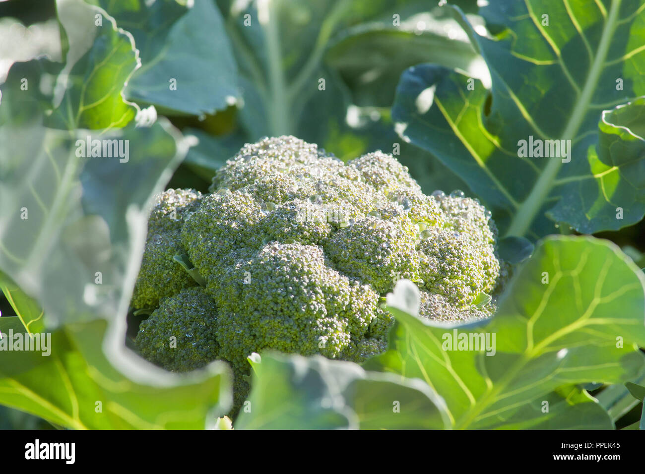 Broccoli (Brassica oleracea) - a wonderful vegetable similar to the ...