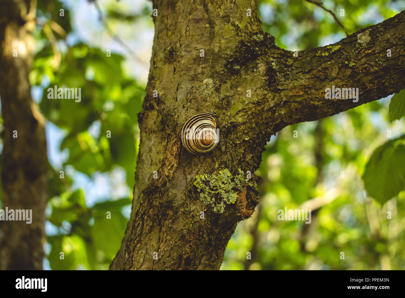 Snail house resting on tree Stock Photo - Alamy