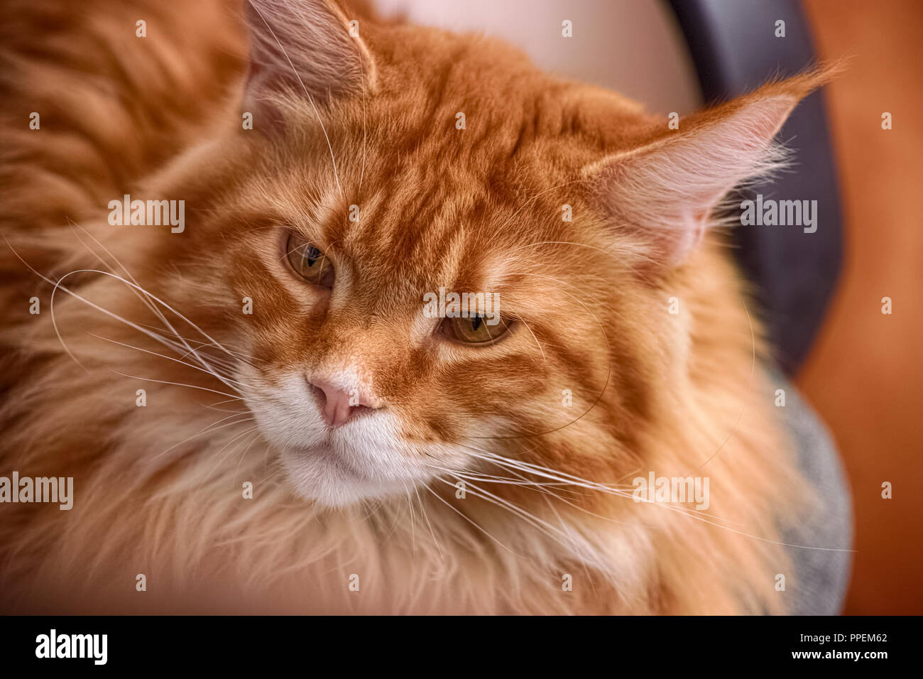 Red Maine Coon Kitten. Close up Stock Photo - Alamy