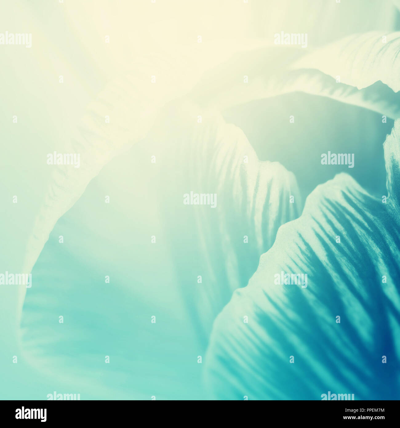 Crocus flower texture. Pastel colors. Floral background Stock Photo - Alamy