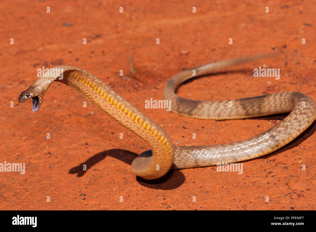 Strap-snouted Brown Snake Stock Photo - Alamy
