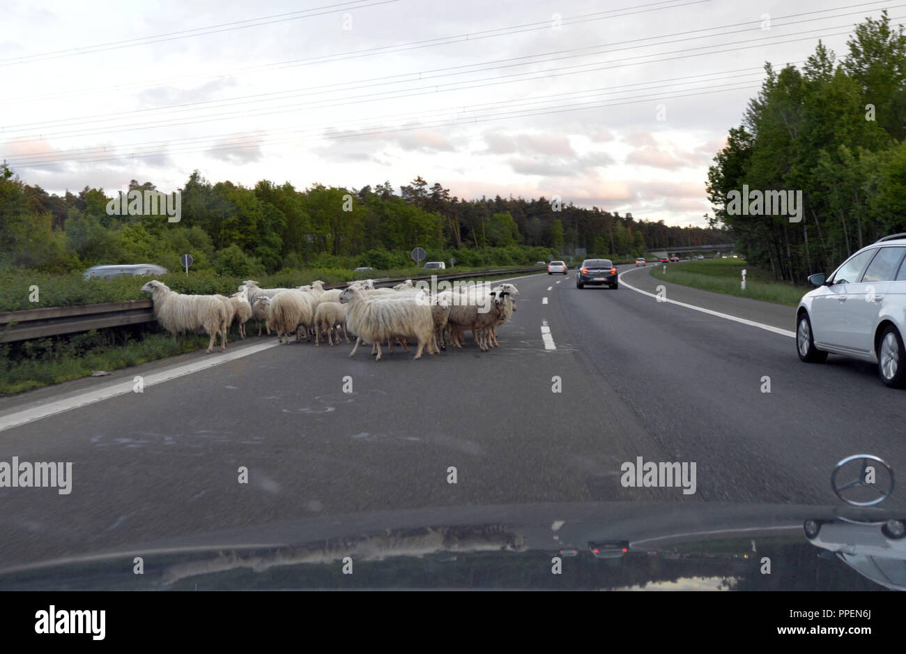 The fear of every driver: Sheep on the highway!! Photographed on Sunday ...