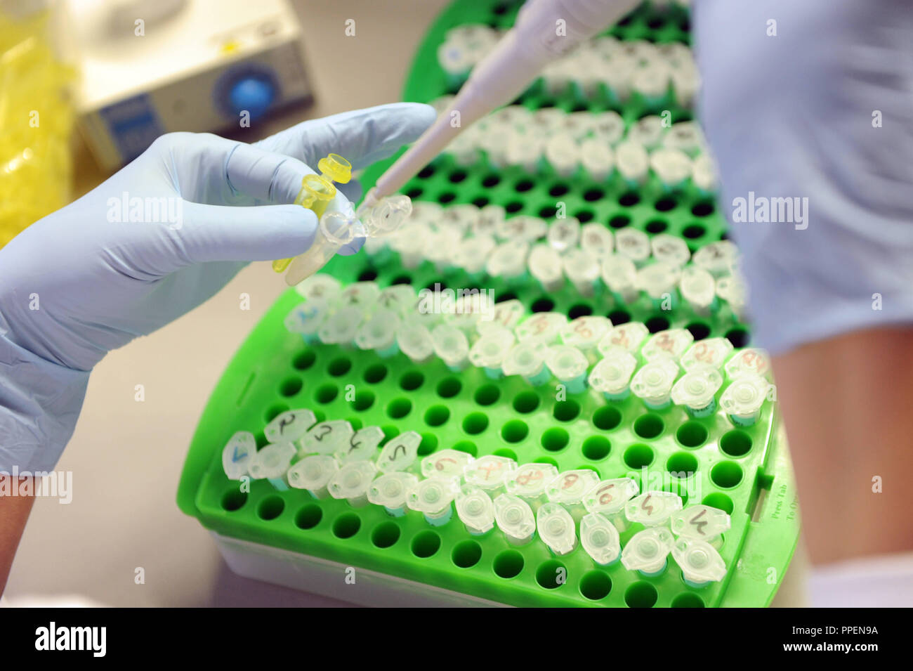 Laboratory head Birgit Bayer examining DNA samples from a test in the ...