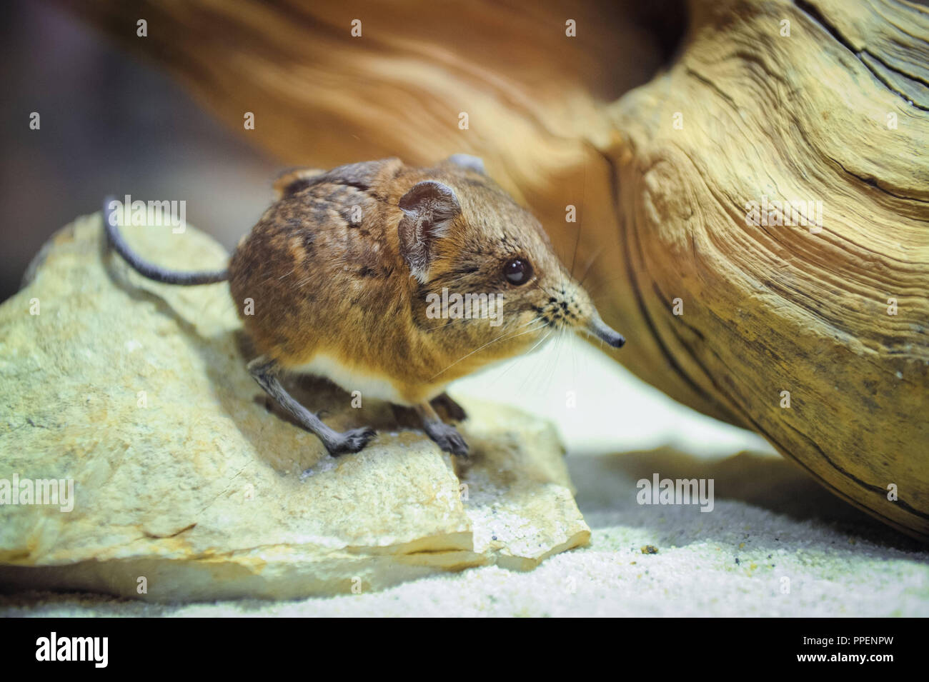Human eared elephant hi-res stock photography and images - Alamy