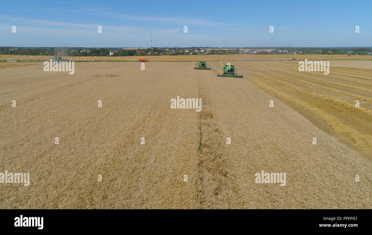 Combine harvester at work harvesting field wheat. Aerial view Combine ...