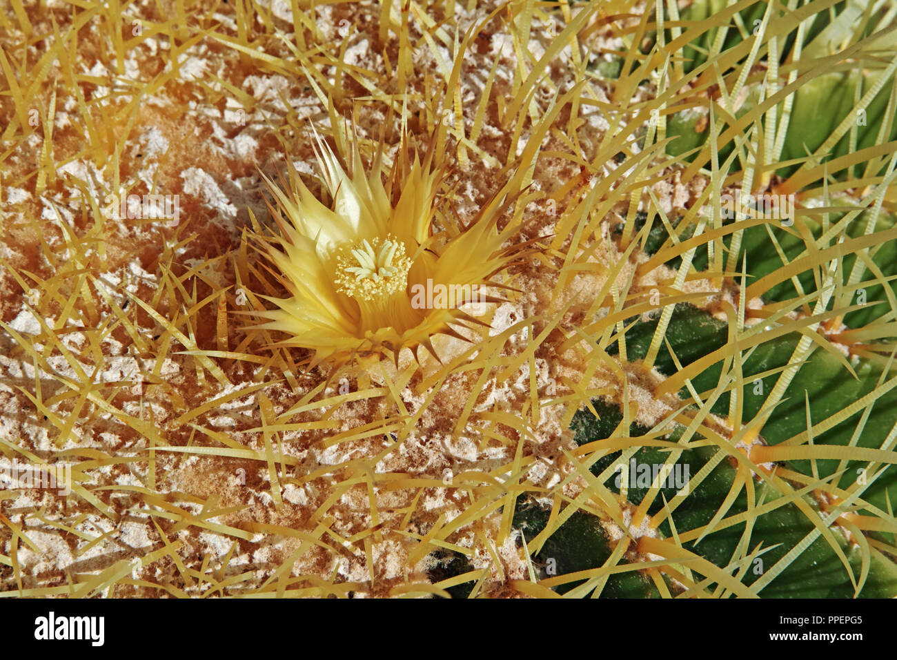 Golden barrel cactus in pot hi-res stock photography and images - Alamy