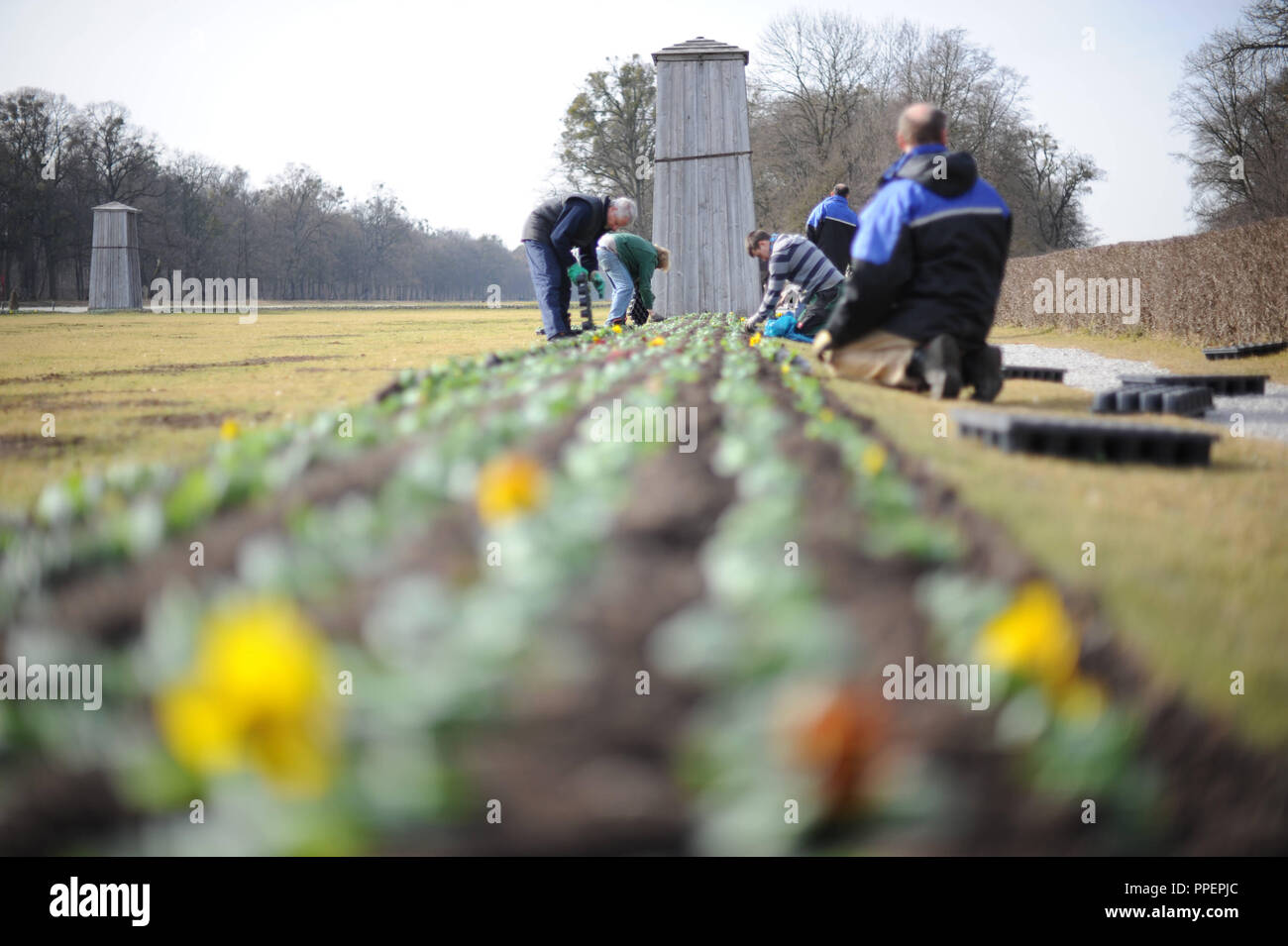 Gardener of the Bavarian Palaces plant the flower beds in the park of ...