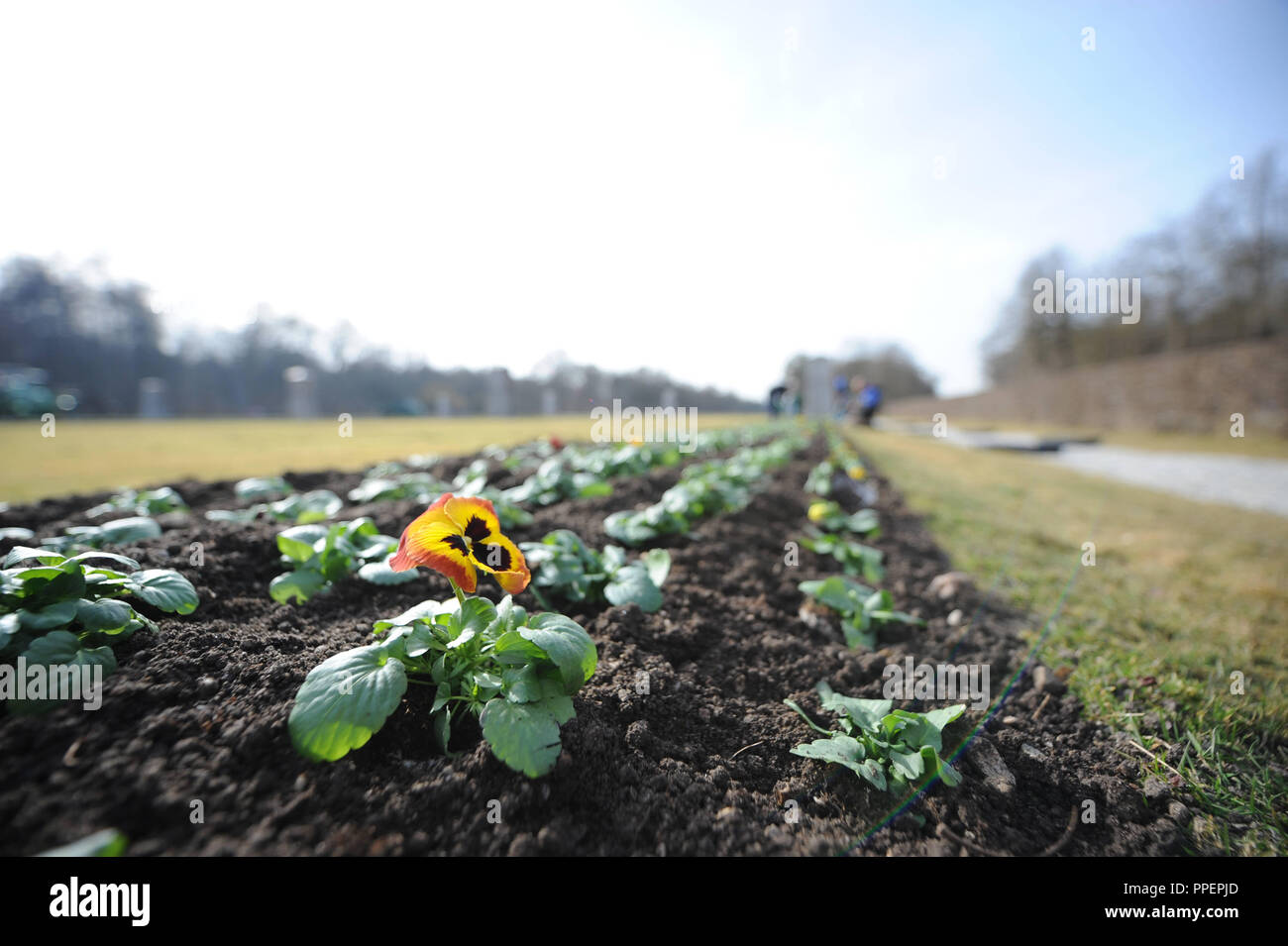Newly planted flower beds in the park of Nymphenburg Palace in Munich ...