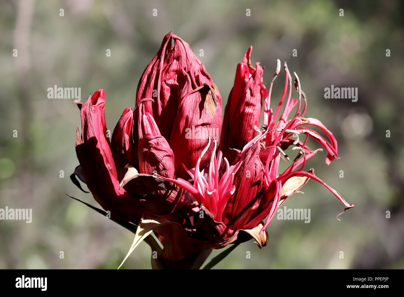 Gymea Lily Stock Photo - Alamy Gymea Lily Stock Photo - Alamy