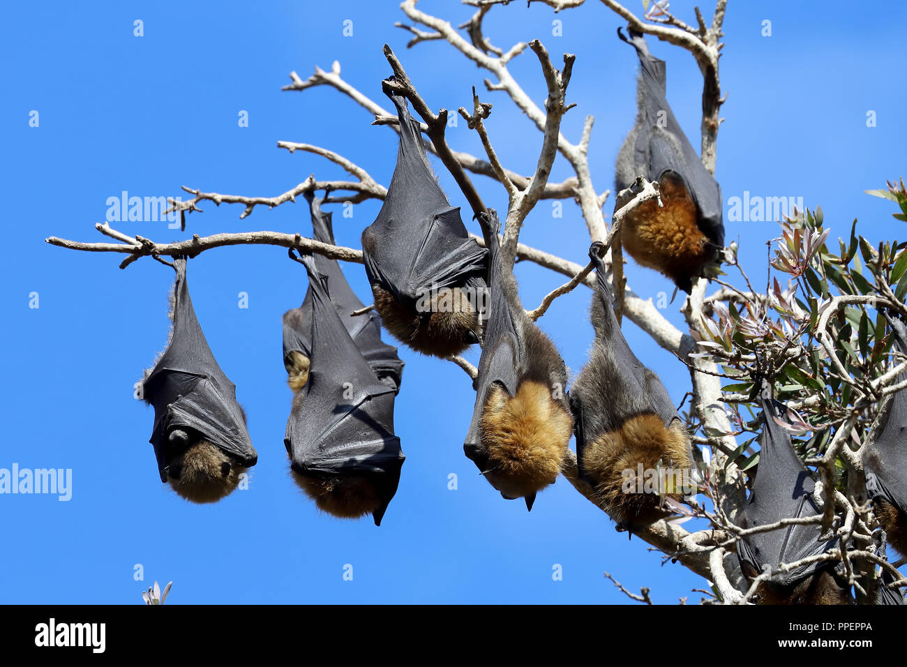 Grey-headed Flying Fox Stock Photo - Alamy
