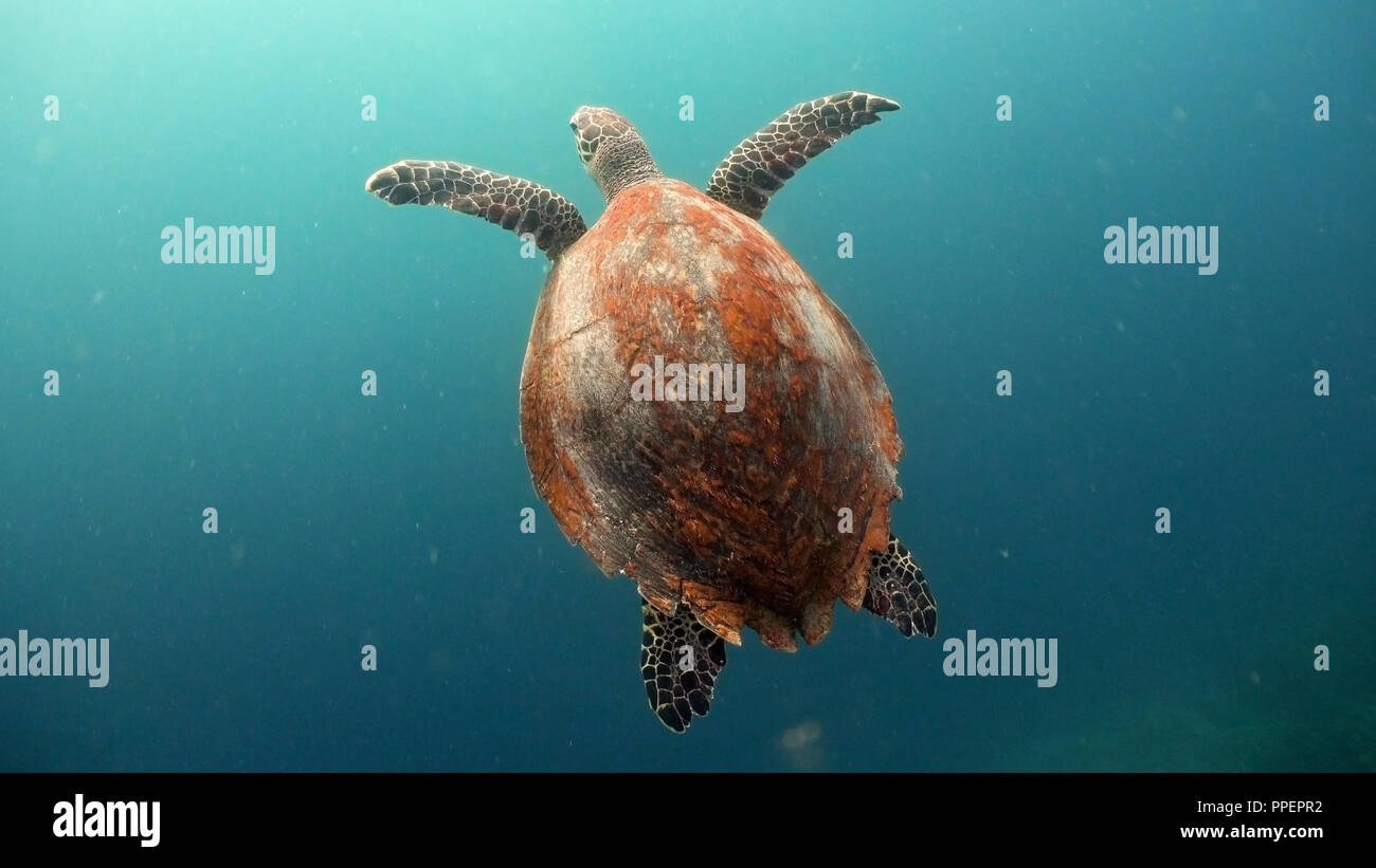 Sea turtle swimming underwater in the sea. Turtle moves its flippers in ...